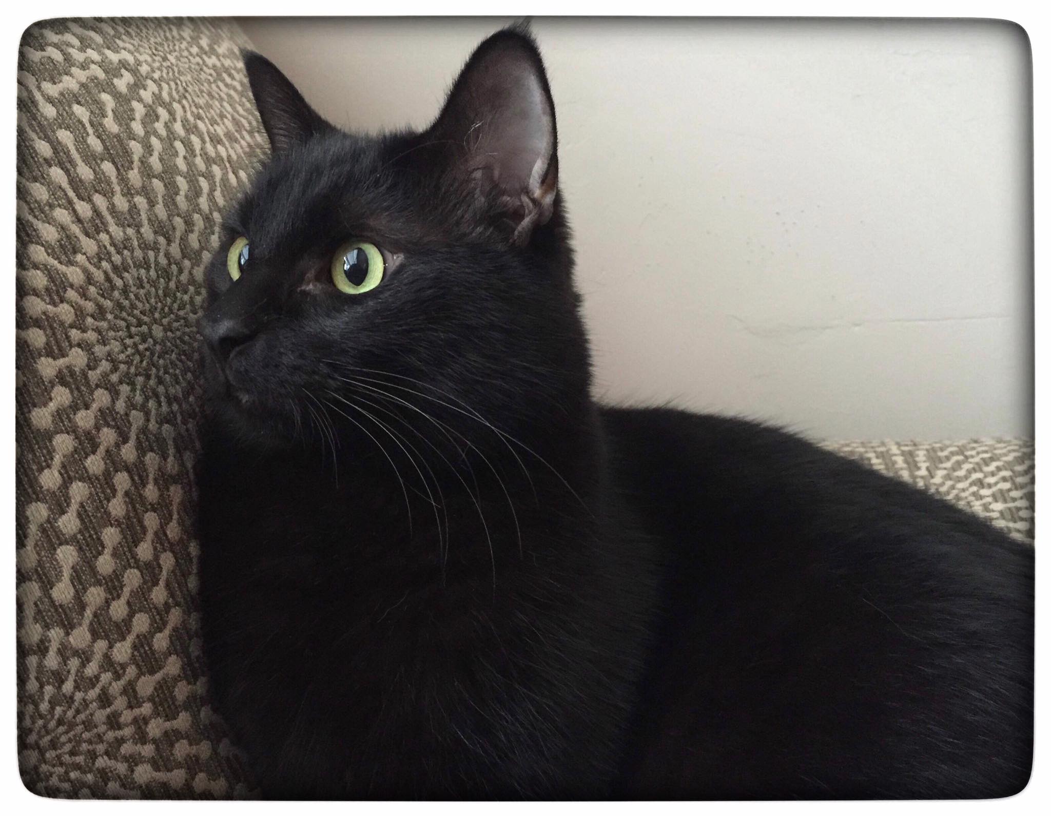 ECAH Animals – Saving the lives of homeless animals
