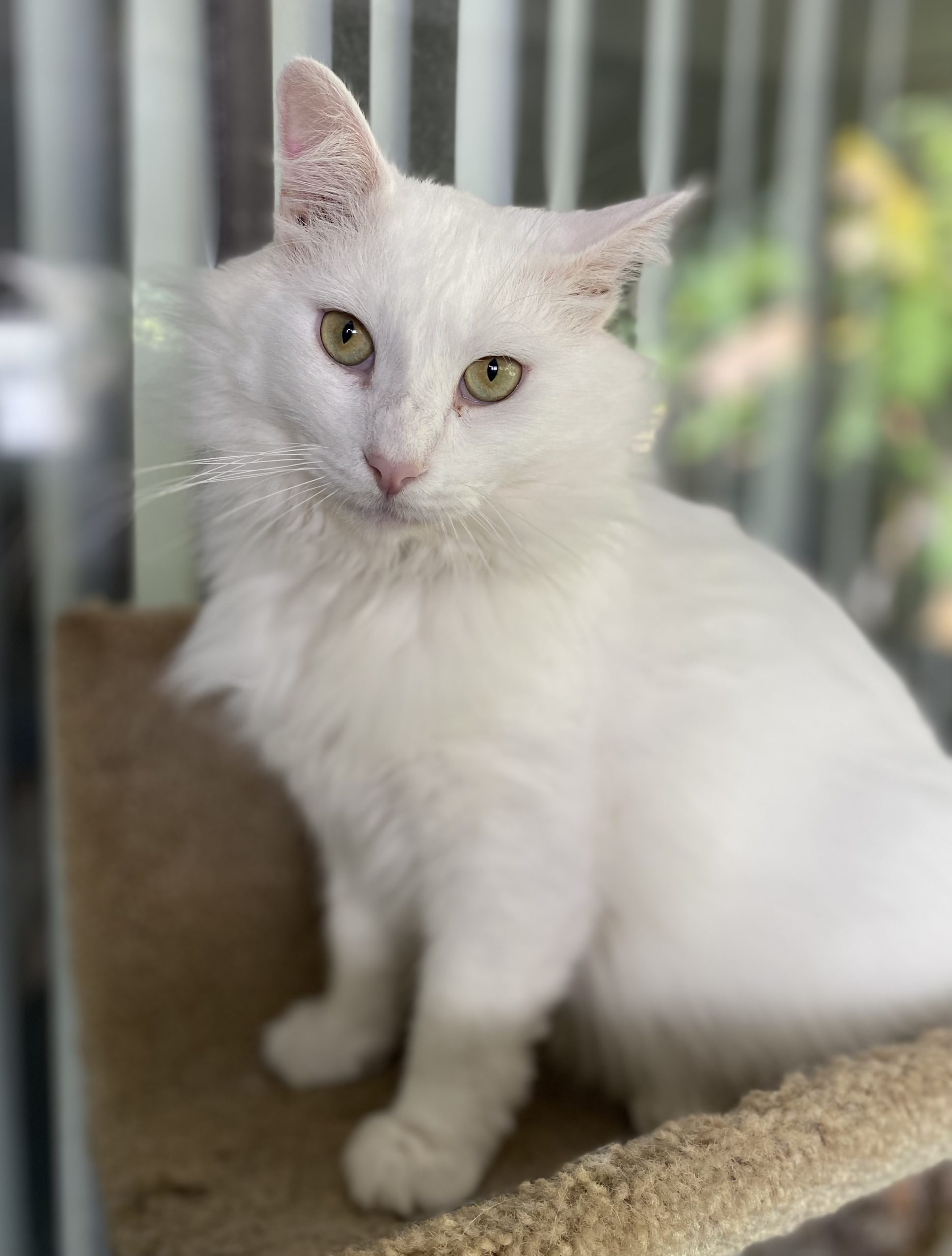 ECAH Animals – Saving the lives of homeless animals